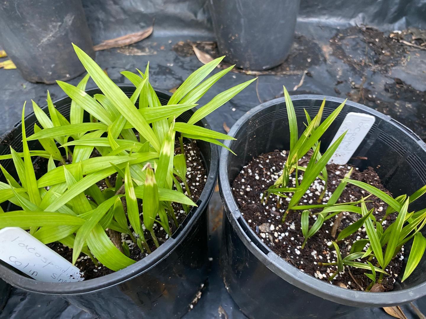 Lacospadix Australis single, clumping form seedling difference ...