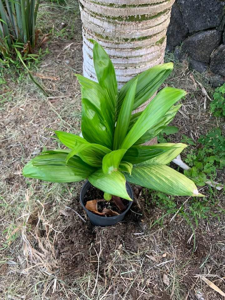 DWARF ARECA CATECHU ONE GALLON PLANT - For Sale - PalmTalk