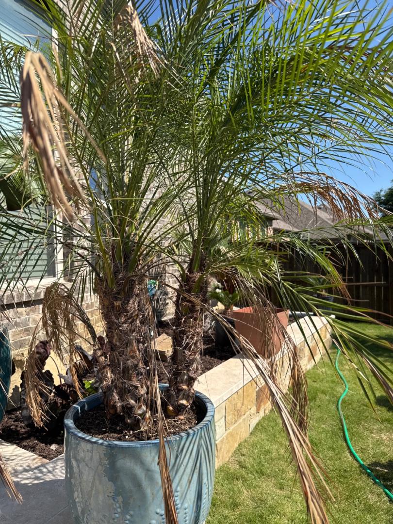 Help my palms - DISCUSSING PALM TREES WORLDWIDE - PalmTalk