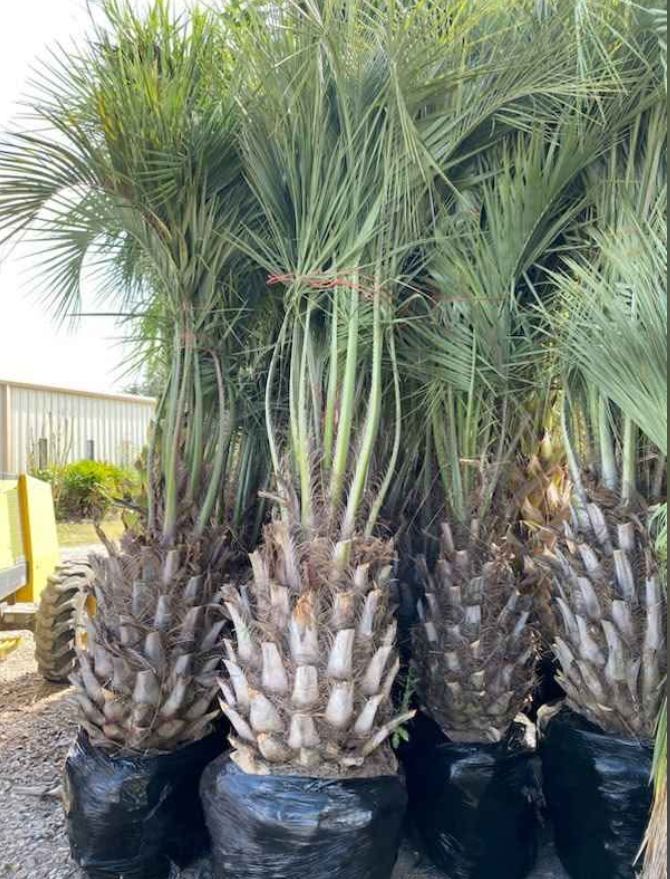 Does this Pindo palm look healthy? Looking to buy. - COLD HARDY PALMS ...