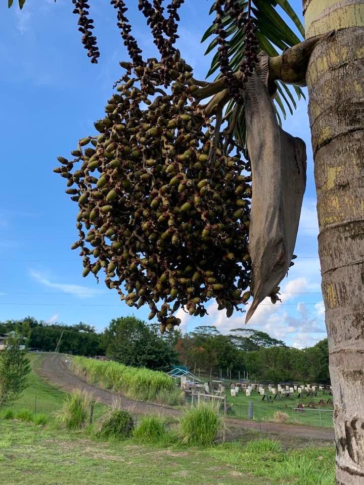 Are these seeds ready to harvest? - DISCUSSING PALM TREES WORLDWIDE ...