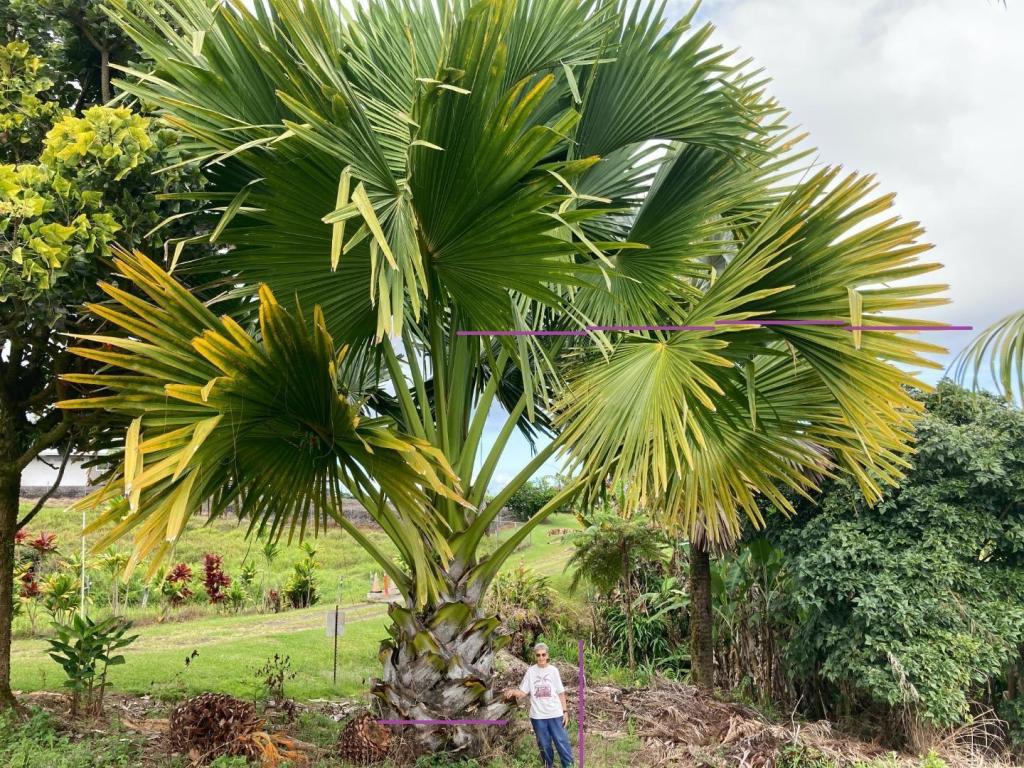 Be sure to give your Corypha umbraculifera plenty of room - DISCUSSING PALM TREES WORLDWIDE ...