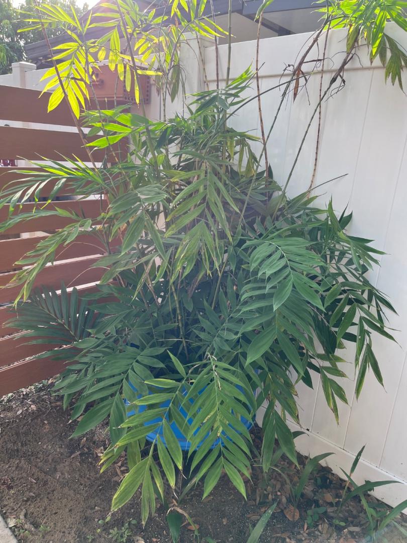 TampaBay area Chamaedora microspadix - For Sale - PalmTalk
