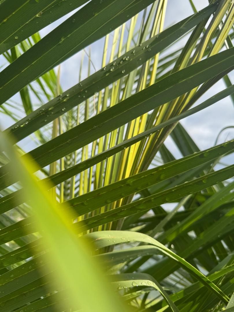 What’s wrong with my Bismarck Palm? The new from is turning yellow ...