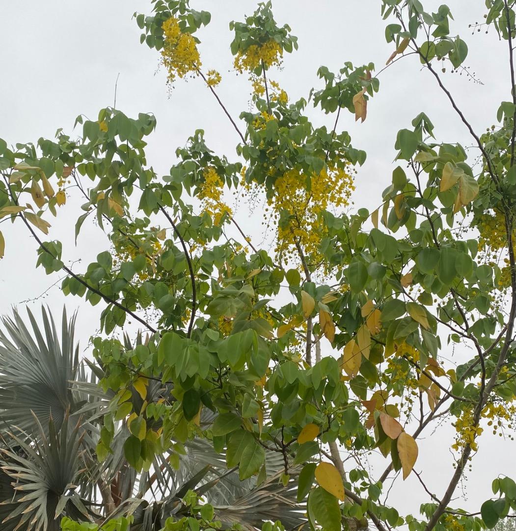 Cassia fistula starting to bloom in Phoenix - TROPICAL LOOKING PLANTS - Other Than Palms - PalmTalk