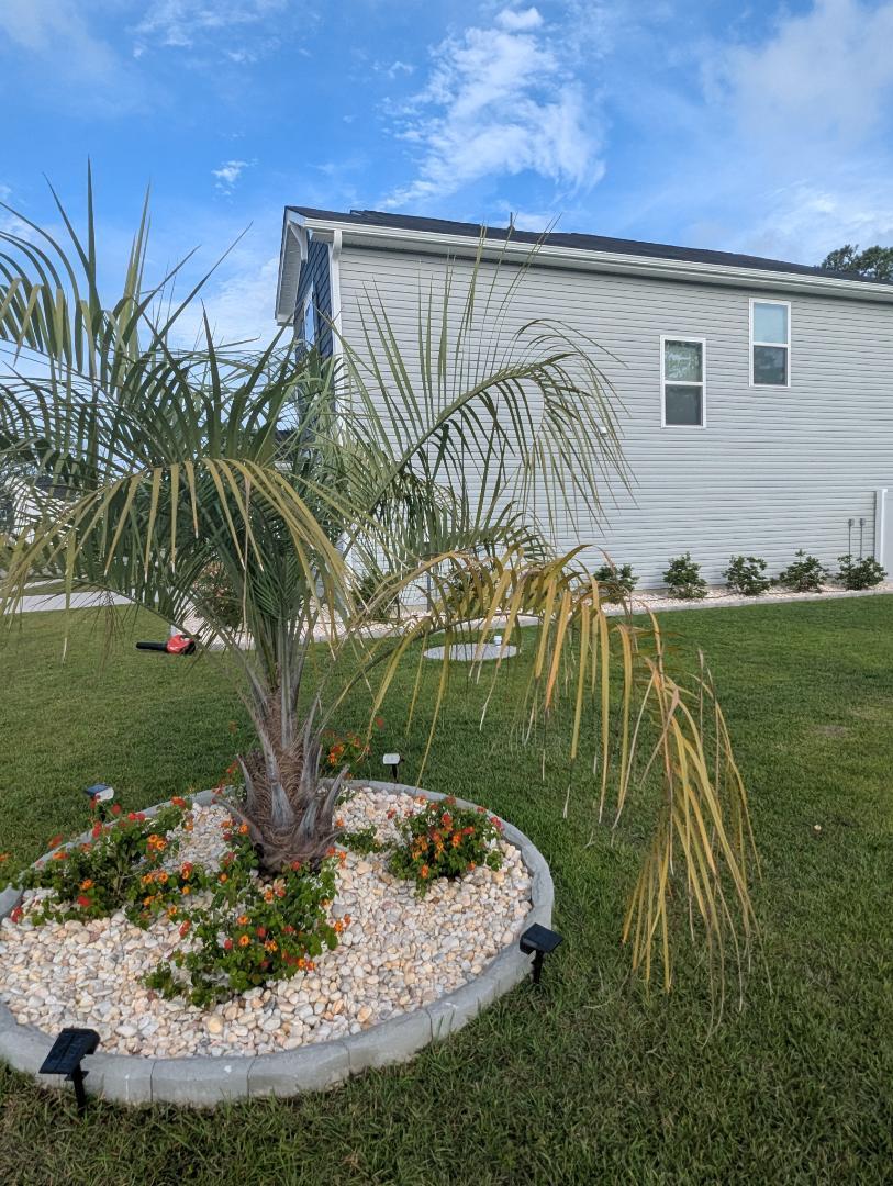 Pindo Palm Help!? - DISCUSSING PALM TREES WORLDWIDE - PalmTalk