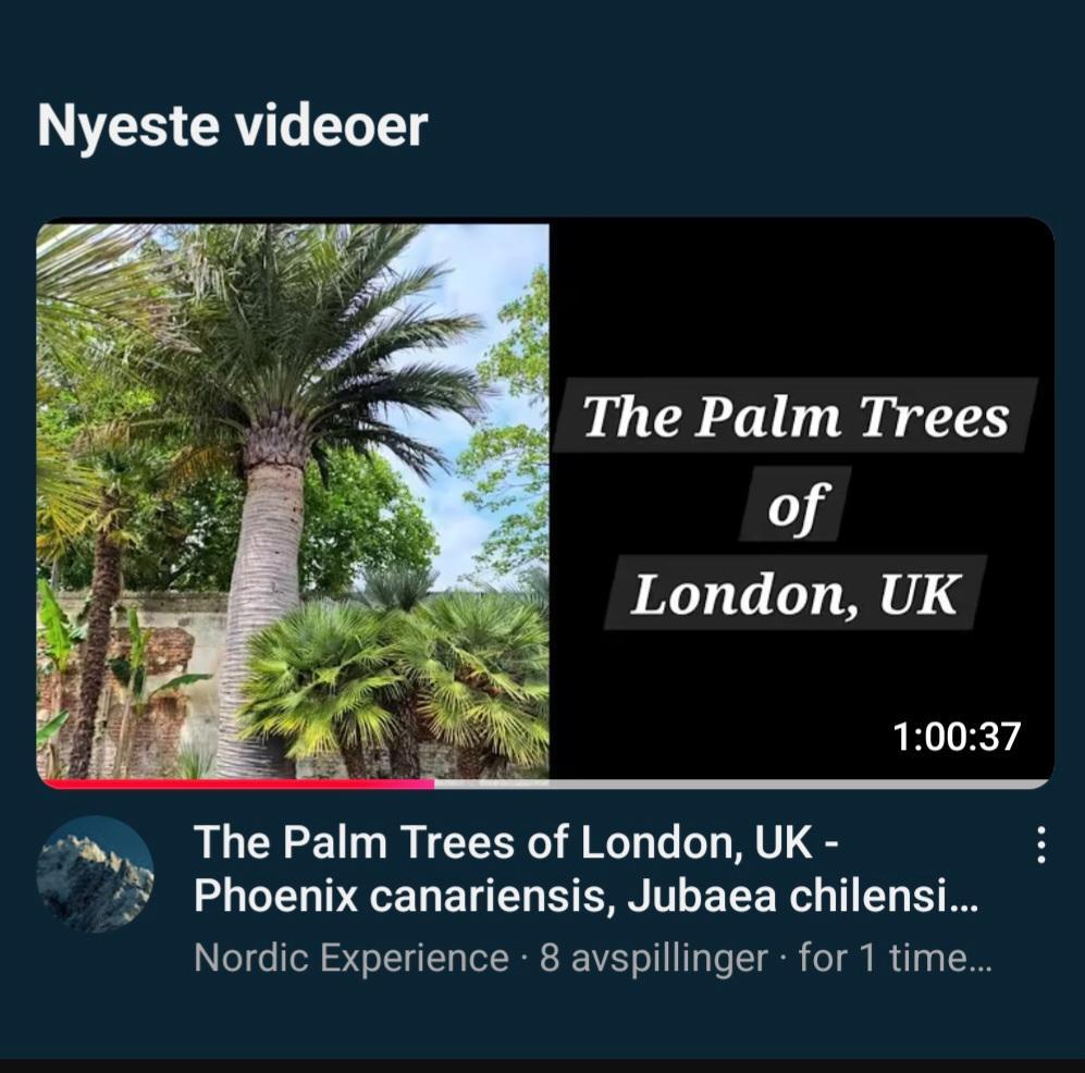 The Palms Trees of London, UK - video - DISCUSSING PALM TREES WORLDWIDE ...