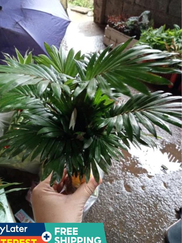 Palm Identification - DISCUSSING PALM TREES WORLDWIDE - PalmTalk