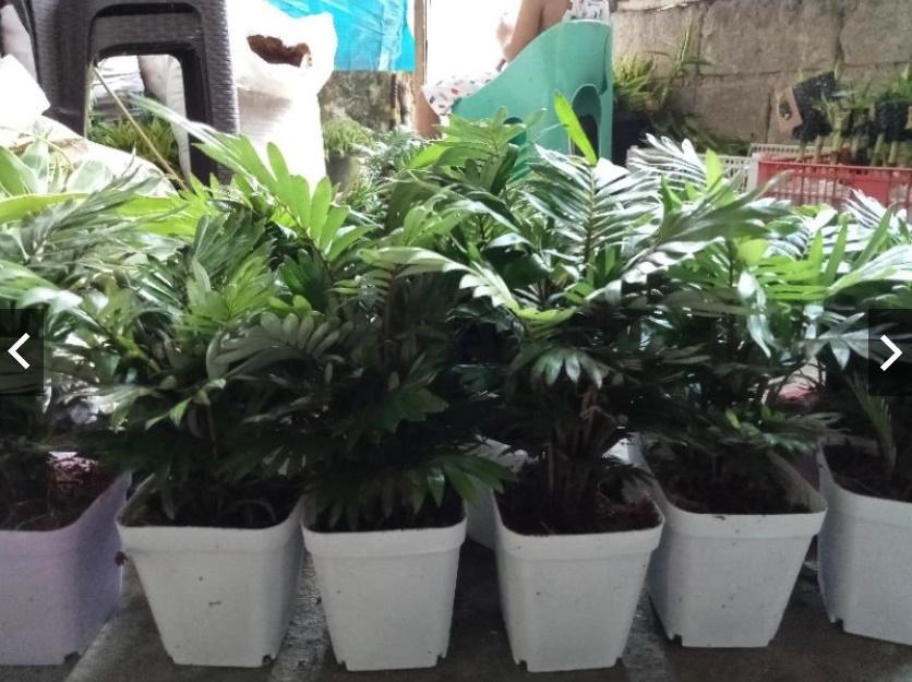 Palm Identification - DISCUSSING PALM TREES WORLDWIDE - PalmTalk