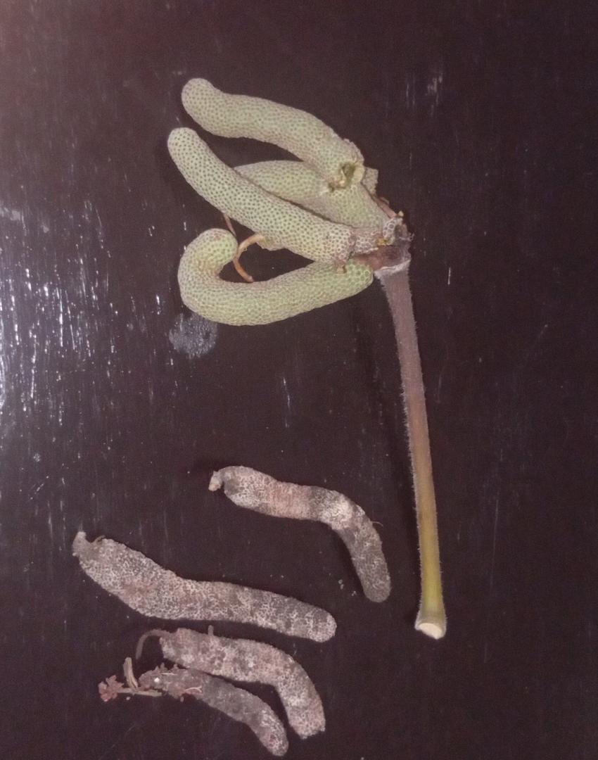 Are these Cecropia seeds good for germinating - TROPICAL LOOKING PLANTS ...