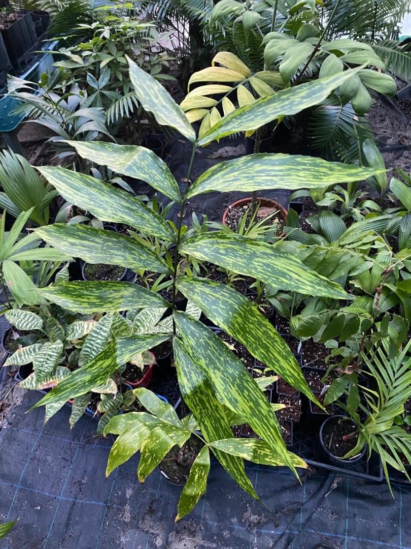 Zamia variegata gets planted in the garden - TROPICAL LOOKING PLANTS ...