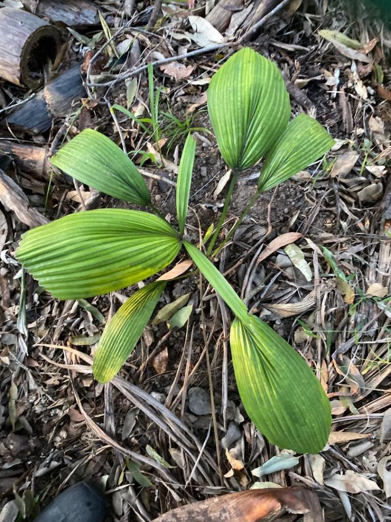 Lanonia magaloni loving winter - DISCUSSING PALM TREES WORLDWIDE - PalmTalk