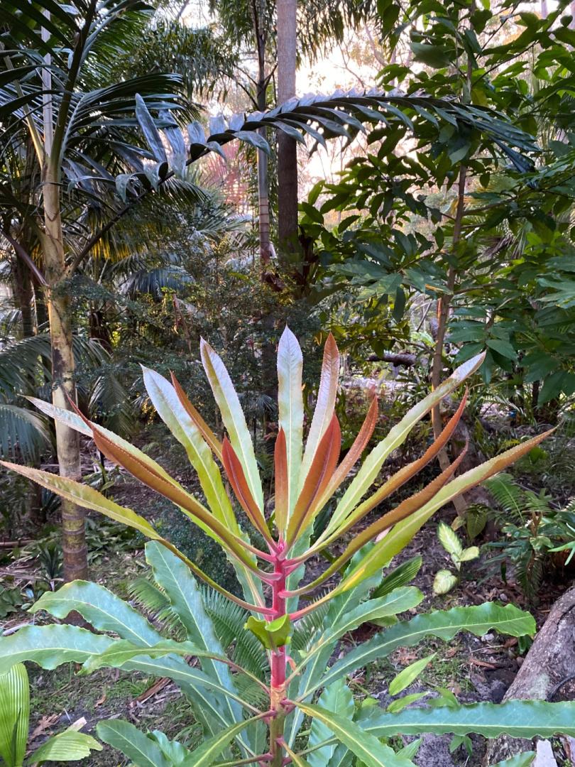 Anopterus macleayanus macleay laurel Australian native tree - TROPICAL ...