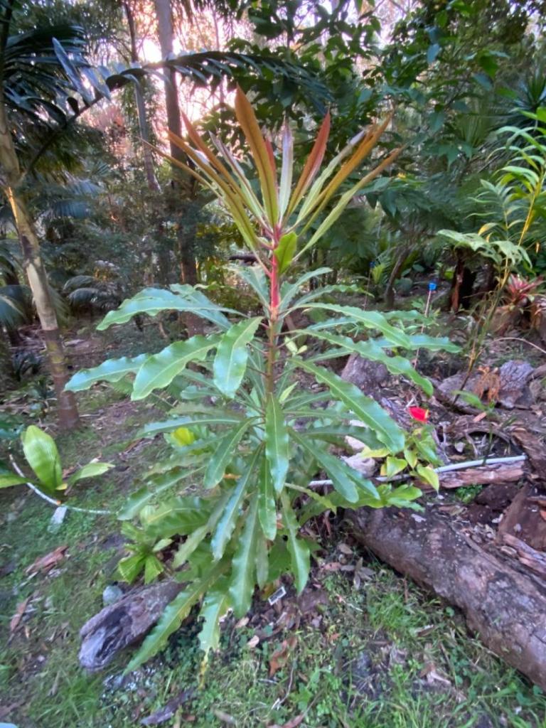 Anopterus macleayanus macleay laurel Australian native tree - TROPICAL ...