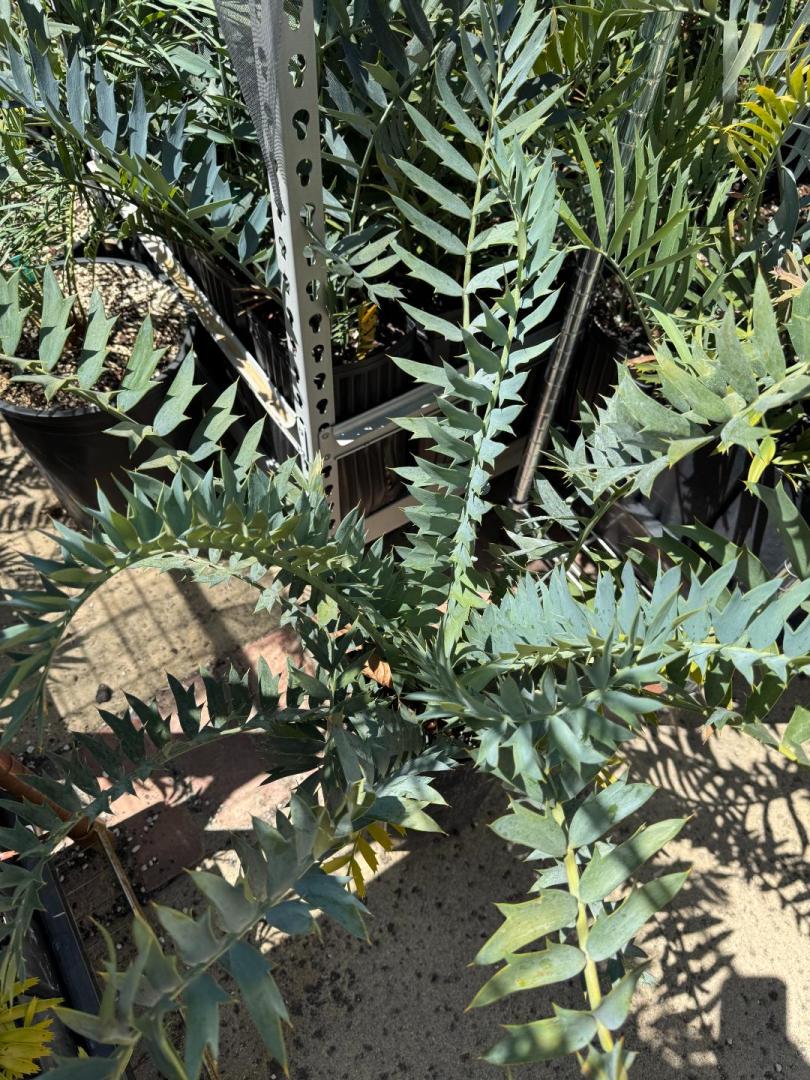 Encephalartos Longifolius x Arenarius and Arenarius x Horridus - For ...