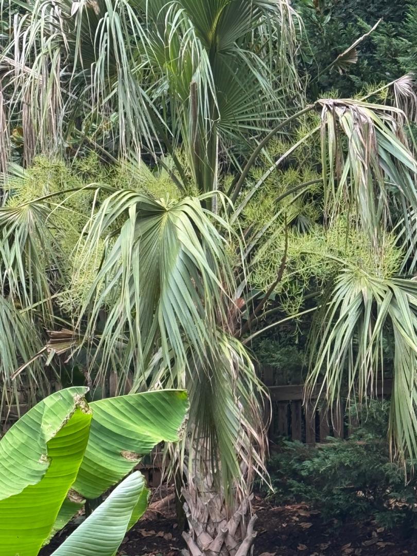 The worst case of scale on my Palmetto - COLD HARDY PALMS - PalmTalk