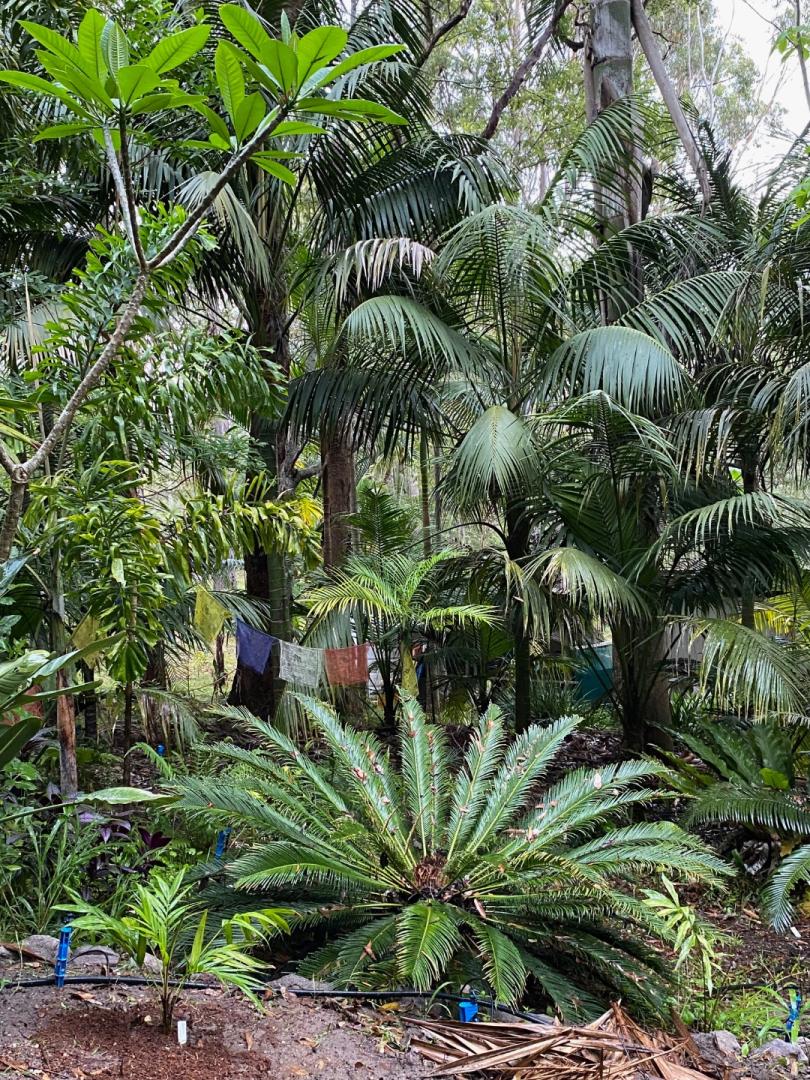 A few pics from the vault - DISCUSSING PALM TREES WORLDWIDE - PalmTalk