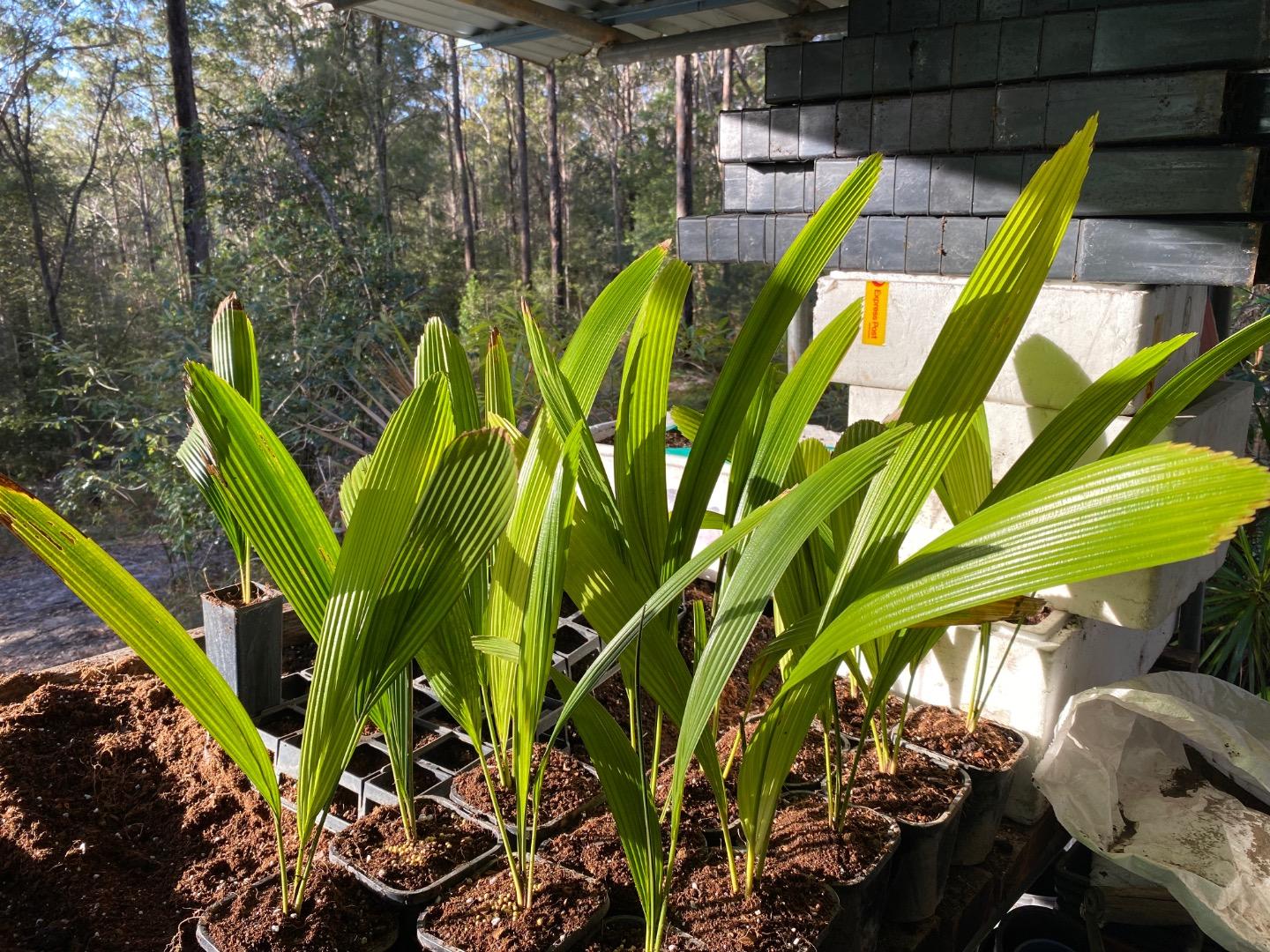 On the potting bench Crysophilla guagra, heterospathe scitula ...