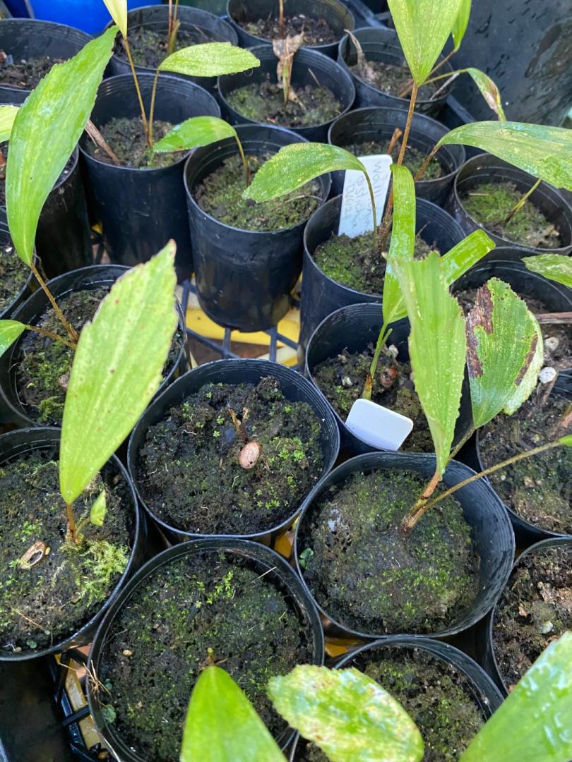 A few wallichiana distichia seedlings - DISCUSSING PALM TREES WORLDWIDE ...