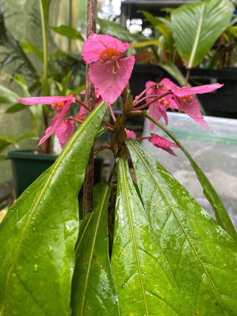 Dalechampia spathulata butterfly plant - TROPICAL LOOKING PLANTS ...