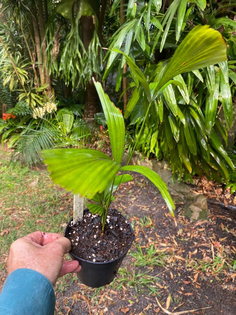 Geonoma bondaria, licuala triphylla quick repot - DISCUSSING PALM TREES ...