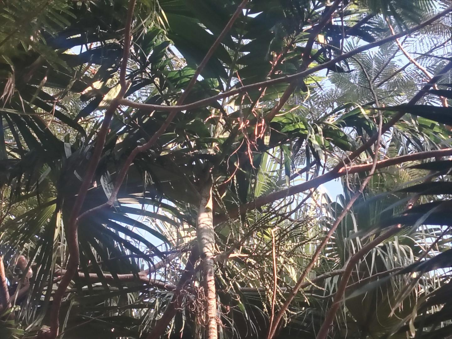 What is this palm? - DISCUSSING PALM TREES WORLDWIDE - PalmTalk