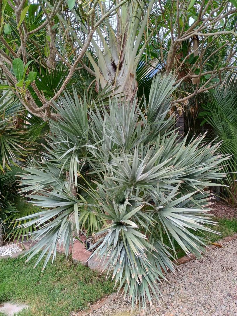 Fresh seeds - Serenoa repens (silver) - For Sale - PalmTalk