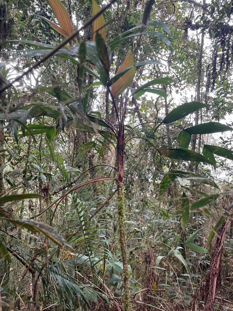 What palms are out there that some people have seen, touched, or even ...