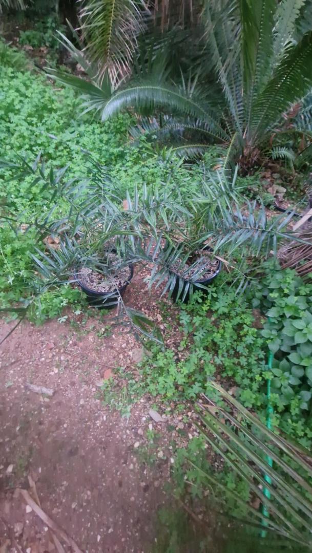 Who grows a Phoenix pusilla in a warm temperate climate? - DISCUSSING ...