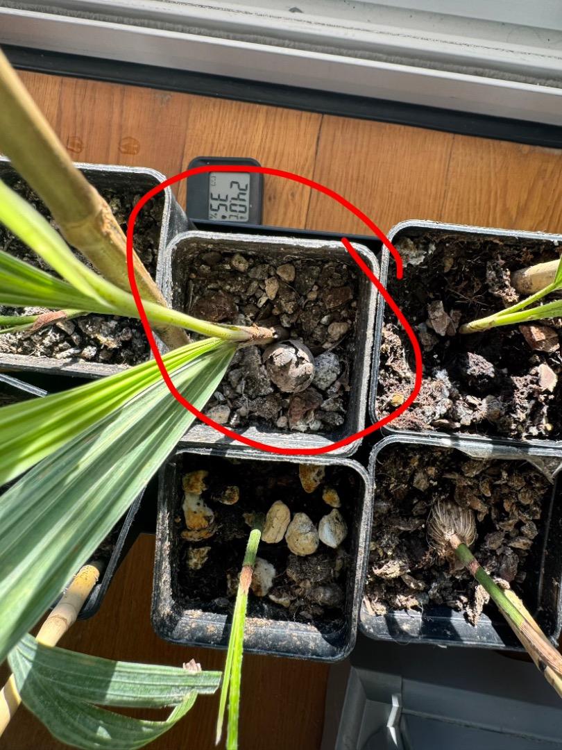 Planting a beccariophoenix alfredii how cold tolerant are they - Page 3 ...