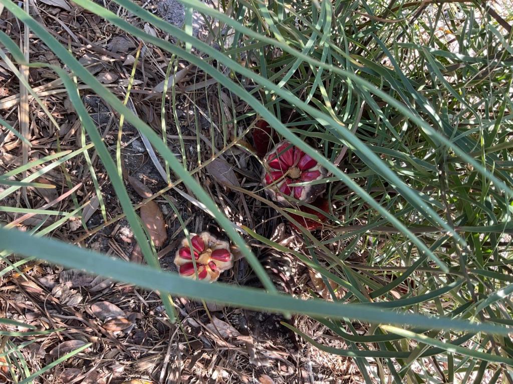 Zamia angustifolia SEEDs -Hand Pollinated - For Sale - PalmTalk