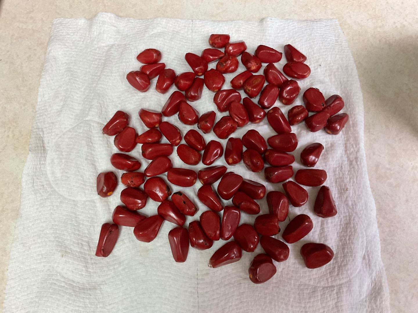 Zamia angustifolia SEEDs -Hand Pollinated - For Sale - PalmTalk