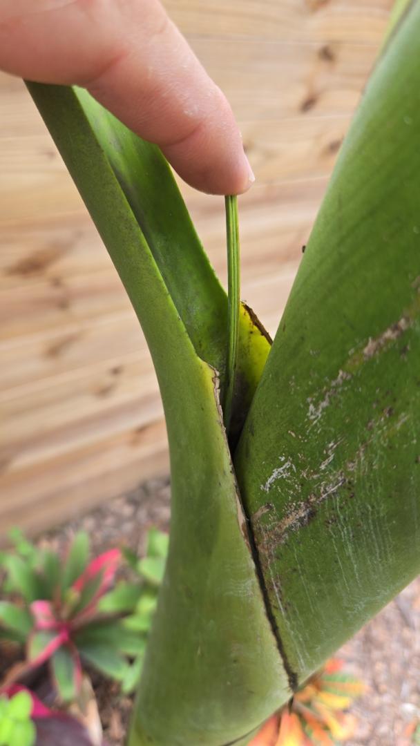 Growth coming from under king palm frond. Flower? Head splitting in two ...
