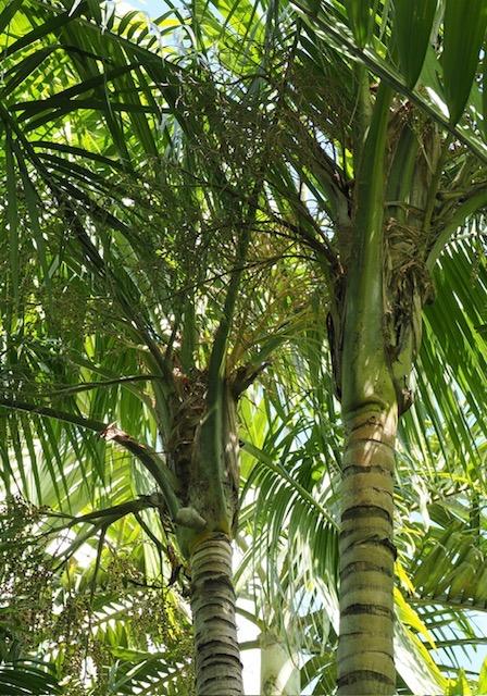 Palm Id request. - DISCUSSING PALM TREES WORLDWIDE - PalmTalk