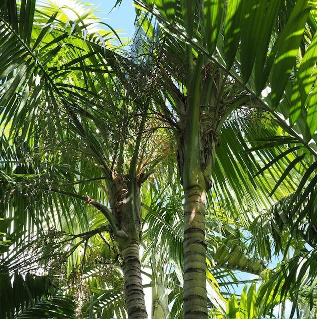 Palm Id request. - DISCUSSING PALM TREES WORLDWIDE - PalmTalk