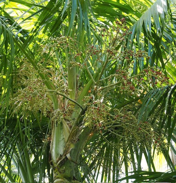 Palm Id request. - DISCUSSING PALM TREES WORLDWIDE - PalmTalk