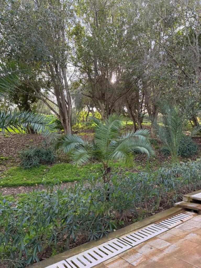 Phoenix roebelenii x dactylifera or canariensis - DISCUSSING PALM TREES ...