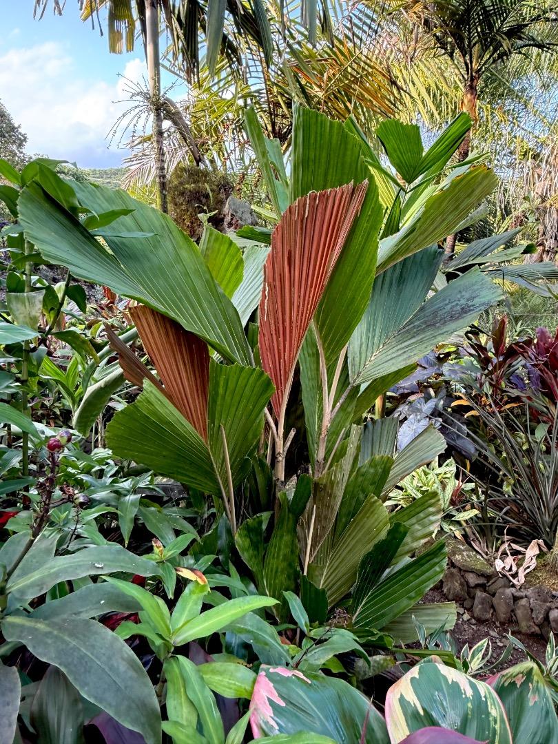 Hydriastele splendida - DISCUSSING PALM TREES WORLDWIDE - PalmTalk