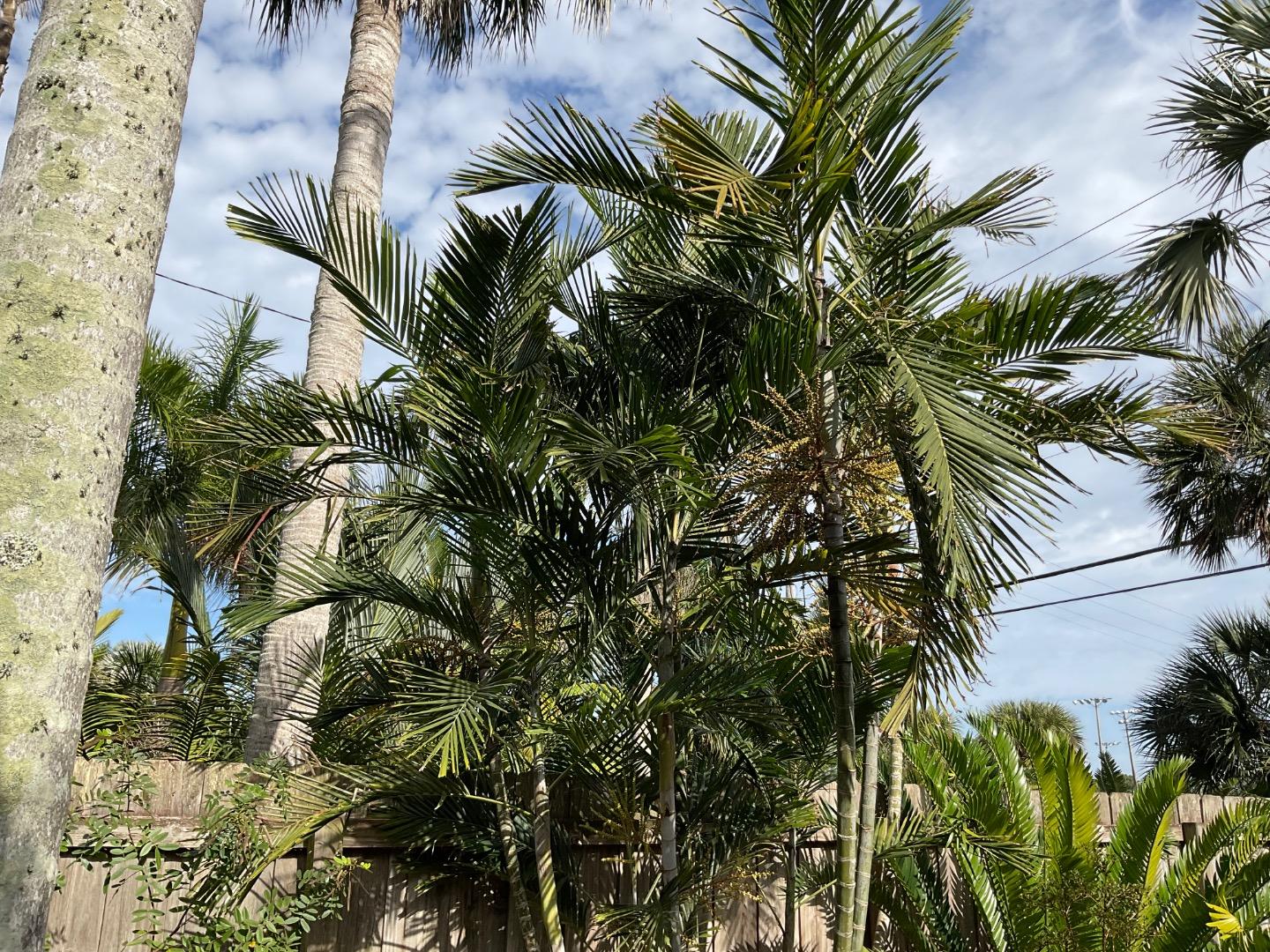 Palm ID? - DISCUSSING PALM TREES WORLDWIDE - PalmTalk