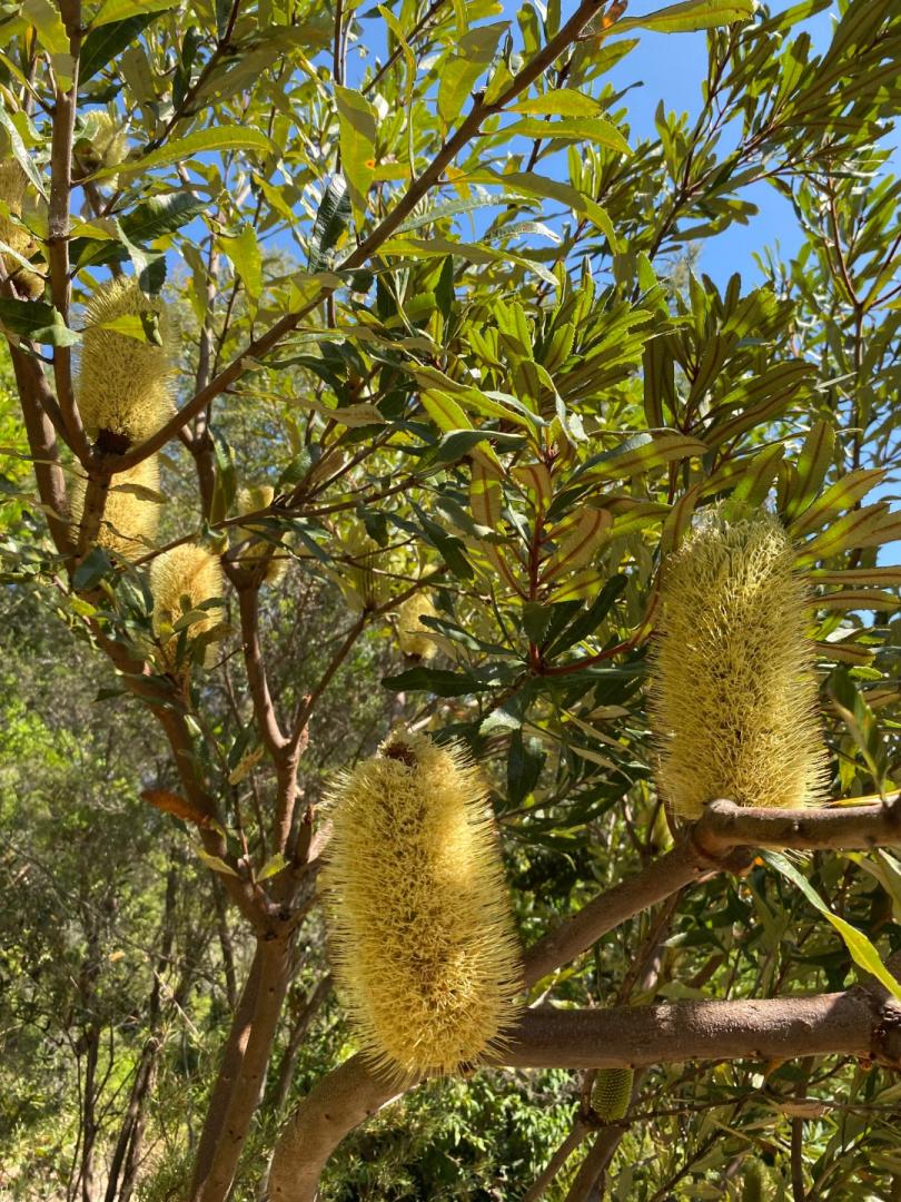 Australian native flowers - TROPICAL LOOKING PLANTS - Other Than Palms ...