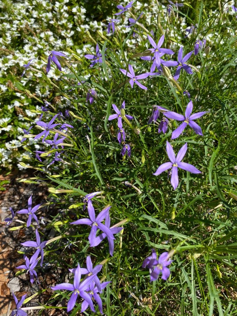 Australian native flowers - TROPICAL LOOKING PLANTS - Other Than Palms ...