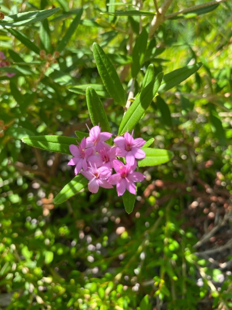 Australian native flowers - TROPICAL LOOKING PLANTS - Other Than Palms ...