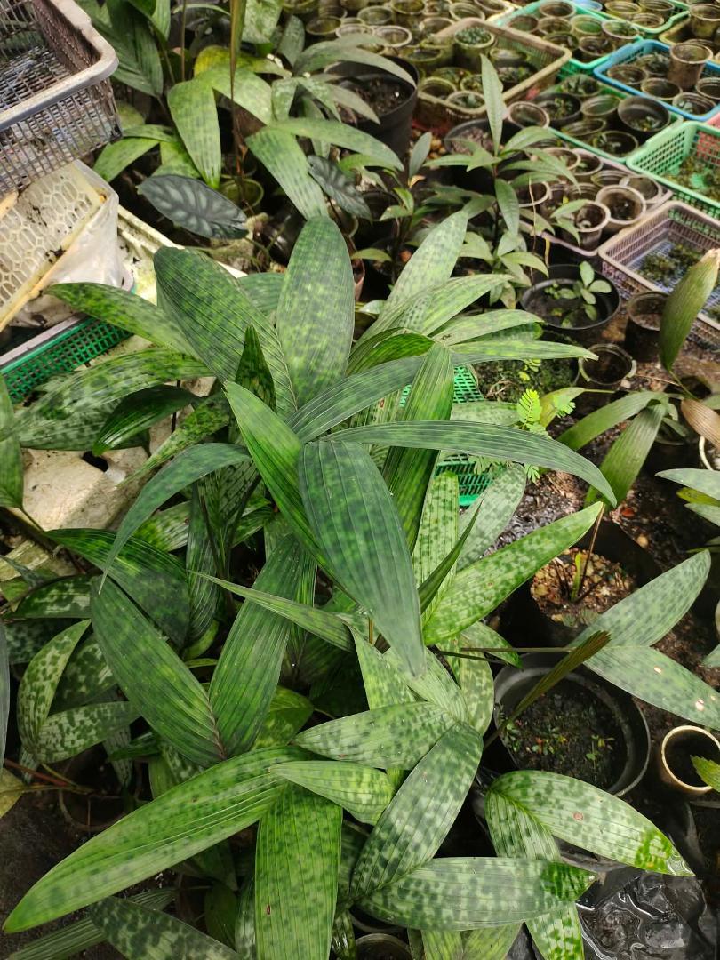 Pinanga subterranea and Pinanga crassipes Seeds - For Sale - PalmTalk