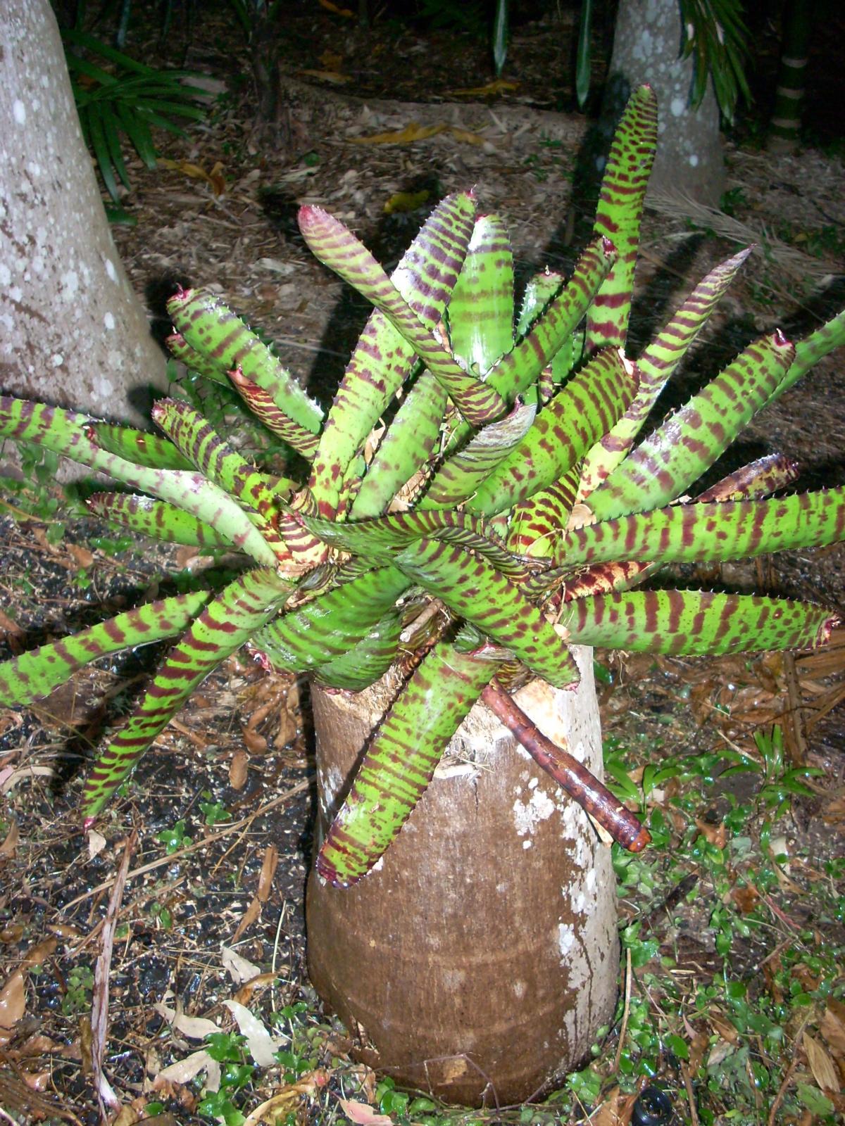 Cut a Palm, plant a Brom :) - TROPICAL LOOKING PLANTS - Other Than ...