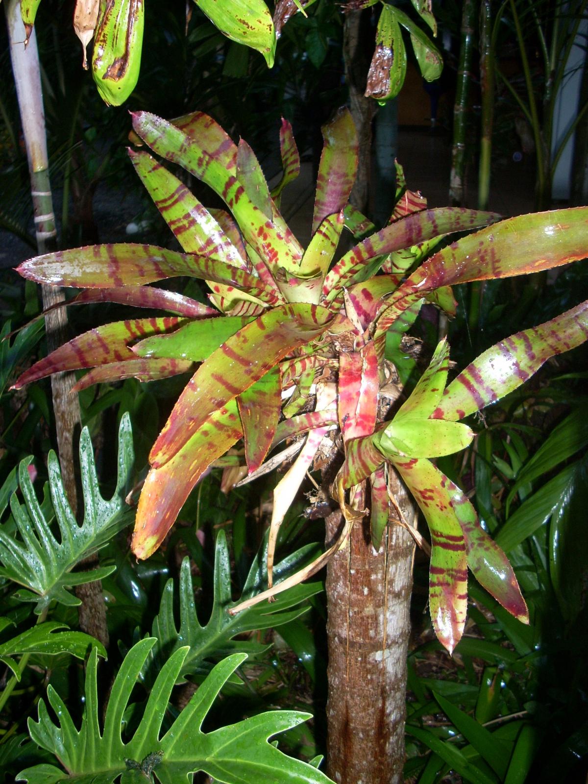 Cut a Palm, plant a Brom :) - TROPICAL LOOKING PLANTS - Other Than ...