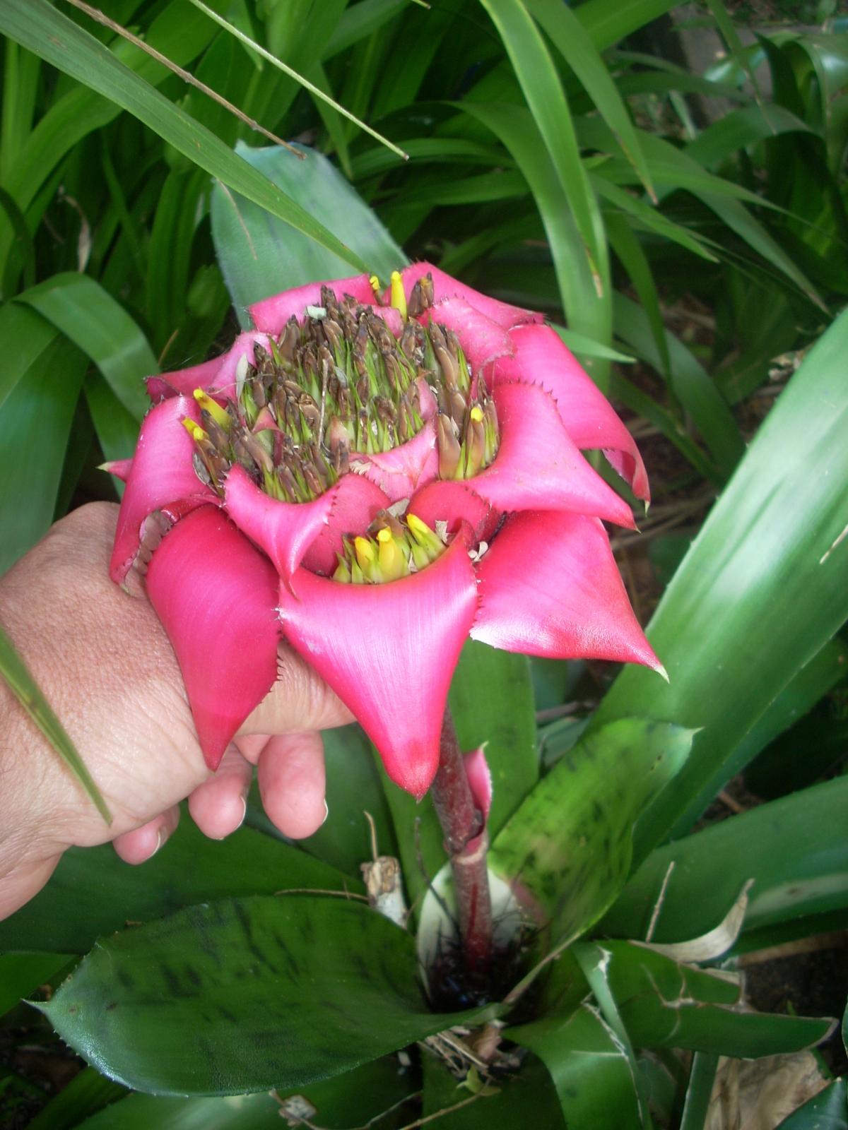 Beautiful Brom Flower - TROPICAL LOOKING PLANTS - Other Than Palms ...