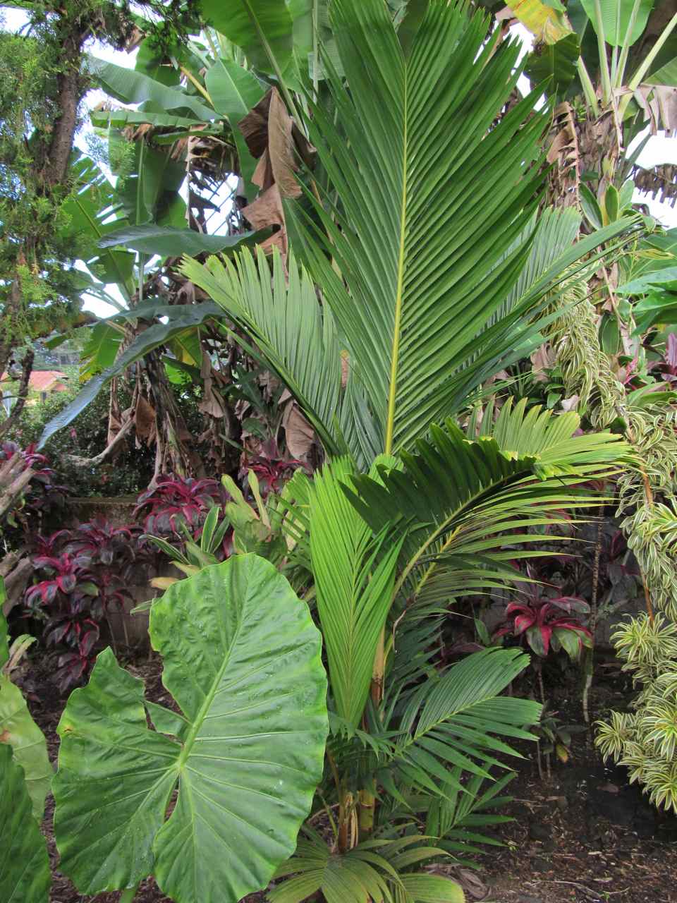 Pinanga coronata 'blunt leaf' - DISCUSSING PALM TREES WORLDWIDE - PalmTalk