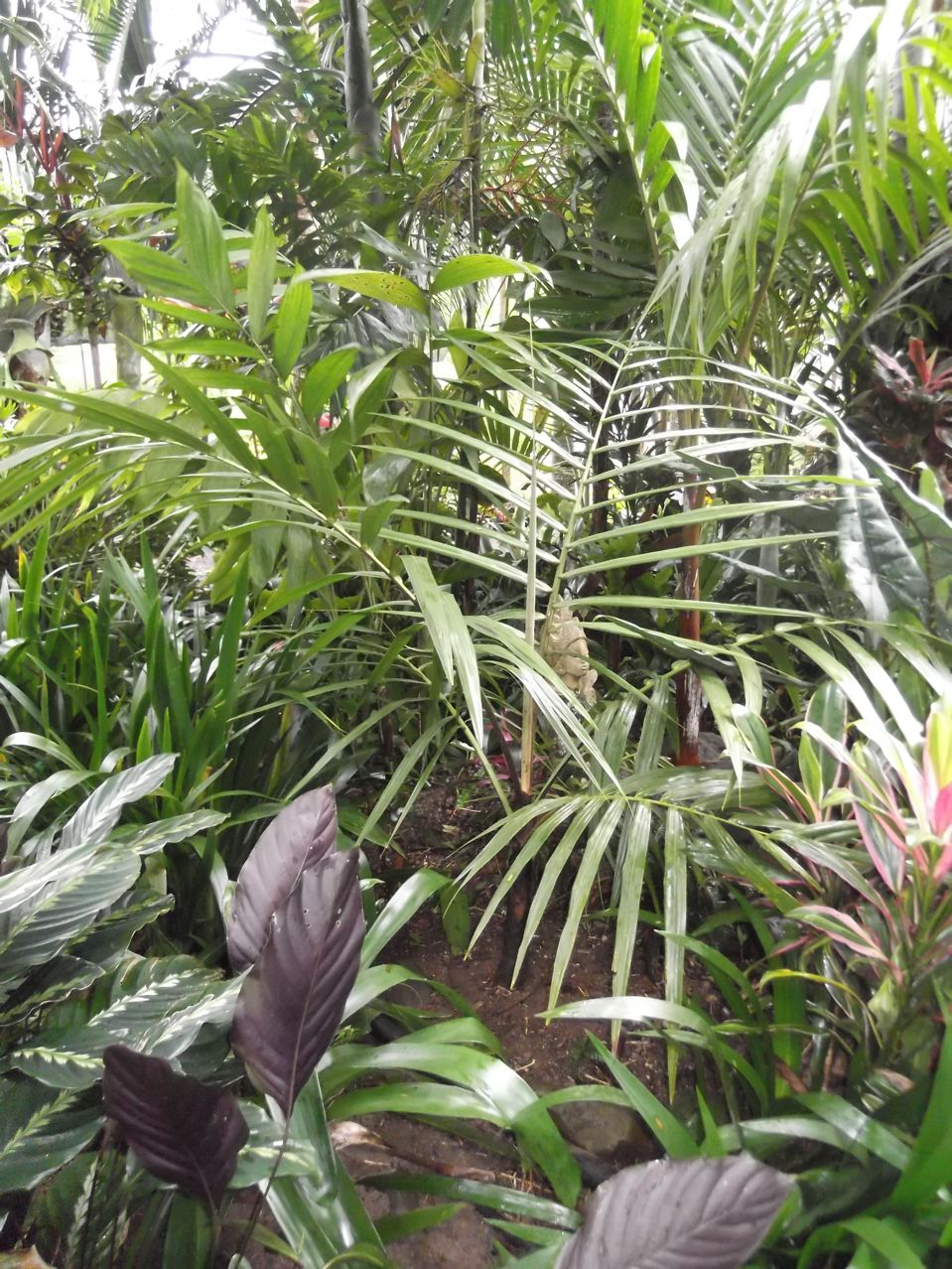 lets see your STILT ROOT PALMS............ - DISCUSSING PALM TREES ...