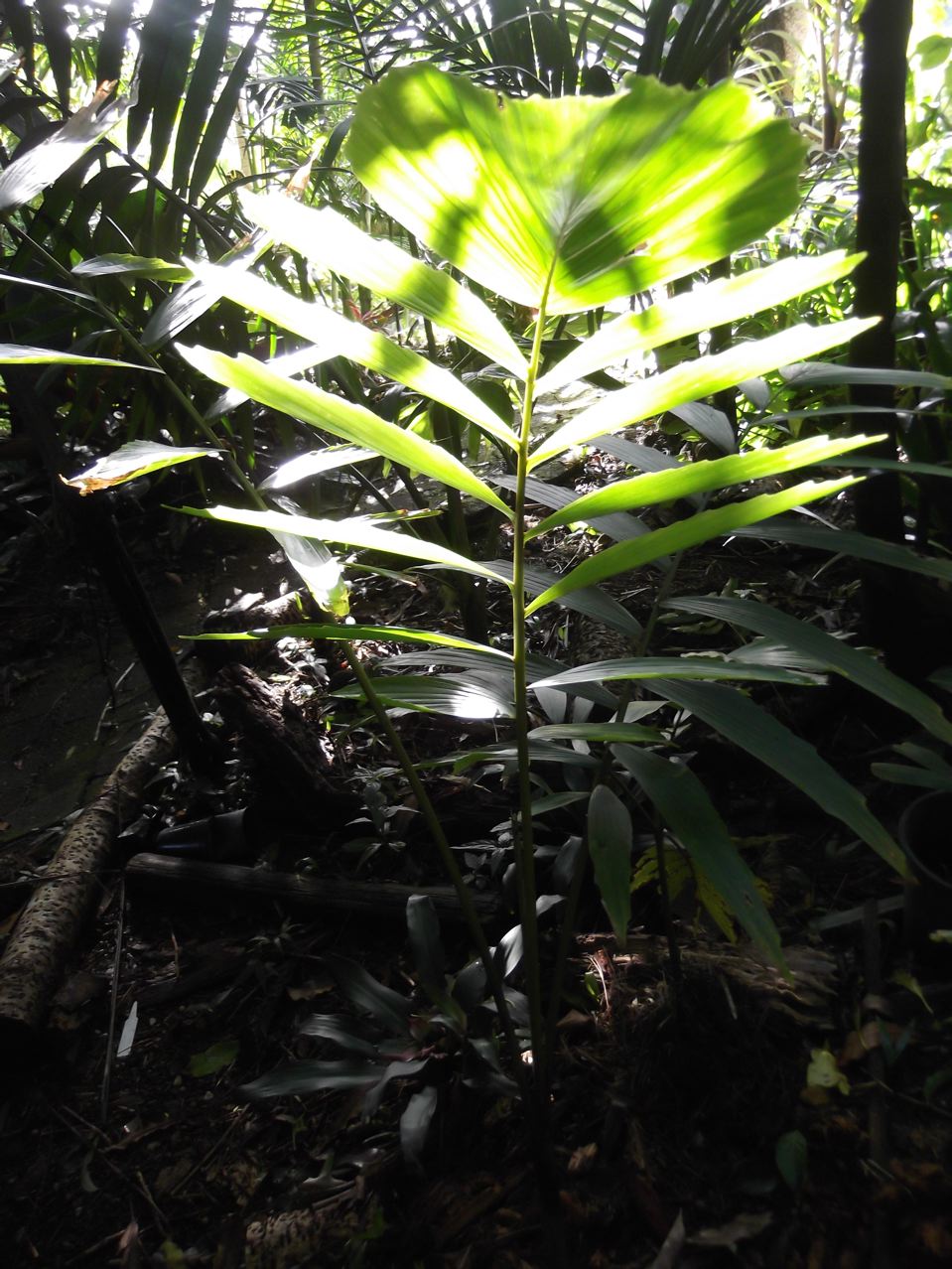lets see your STILT ROOT PALMS............ - DISCUSSING PALM TREES ...