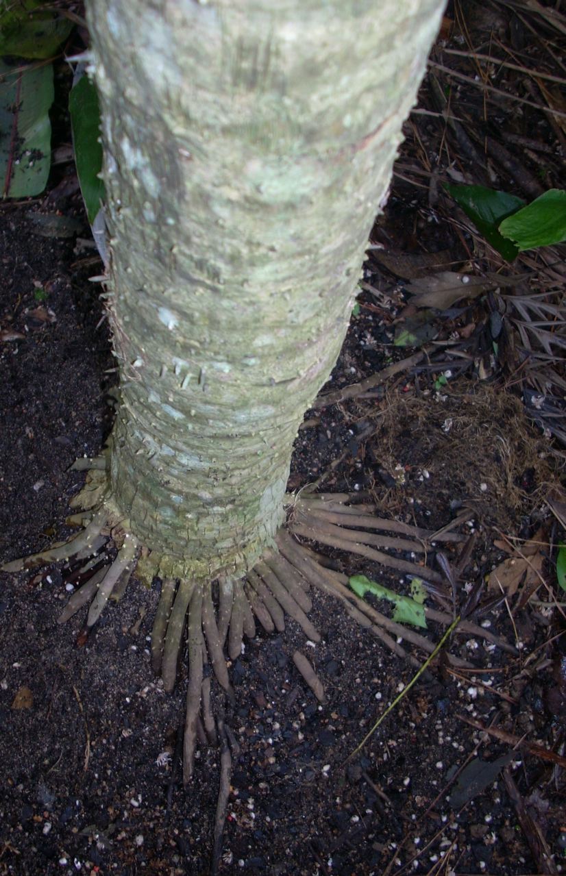lets see your STILT ROOT PALMS............ - DISCUSSING PALM TREES ...
